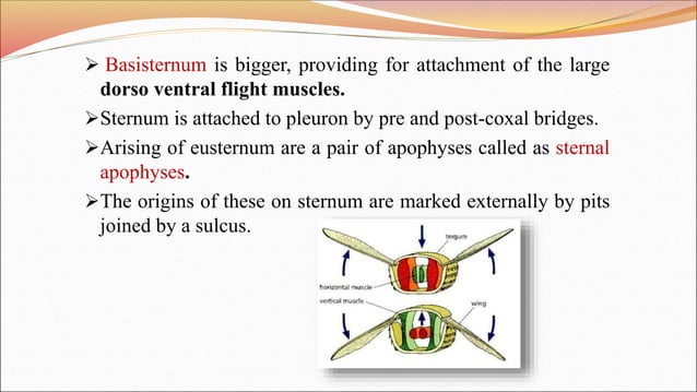 sclerites of thoraci segment in insect | PPT