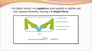 sclerites of thoraci segment in insect | PPT