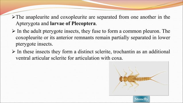 sclerites of thoraci segment in insect | PPT