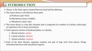 sclerites of thoraci segment in insect | PPT