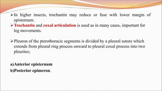 sclerites of thoraci segment in insect | PPT