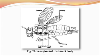 sclerites of thoraci segment in insect | PPT