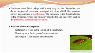 sclerites of thoraci segment in insect | PPT
