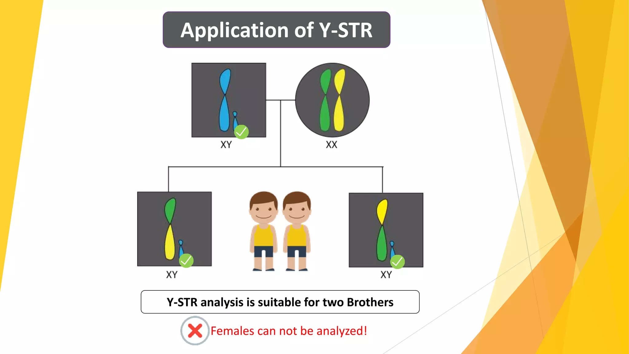 Importance of X-STR Linkage Groups in the Establishment of Maternal ...