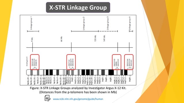 Importance of X-STR Linkage Groups in the Establishment of Maternal ...