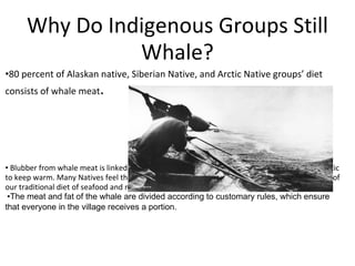 IndigenousWhaling A Religious Right or Ecological Crime? | PPT