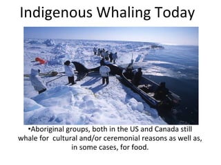IndigenousWhaling A Religious Right or Ecological Crime? | PPT