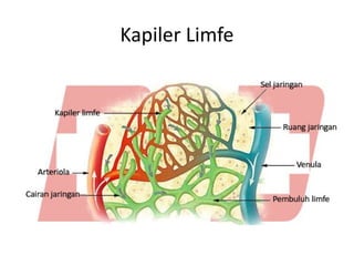 Sirkulasi-Cairan-Limfe imunologi ilmu.pptx
