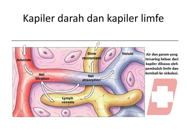 Sirkulasi-Cairan-Limfe imunologi ilmu.pptx