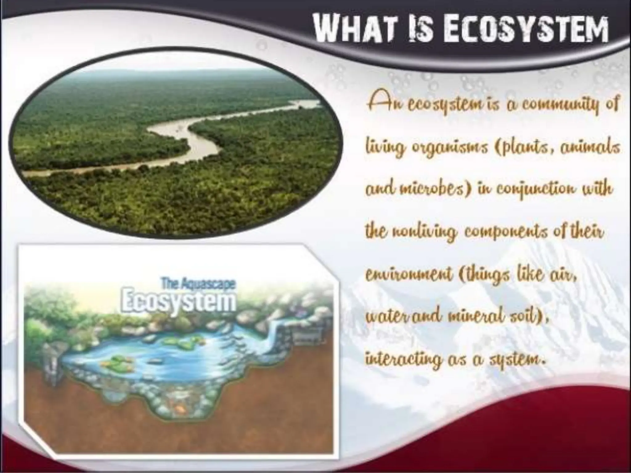 ecosystem class 12 ppt investigatory project | PPTX