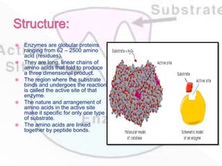 Enzymes Structure