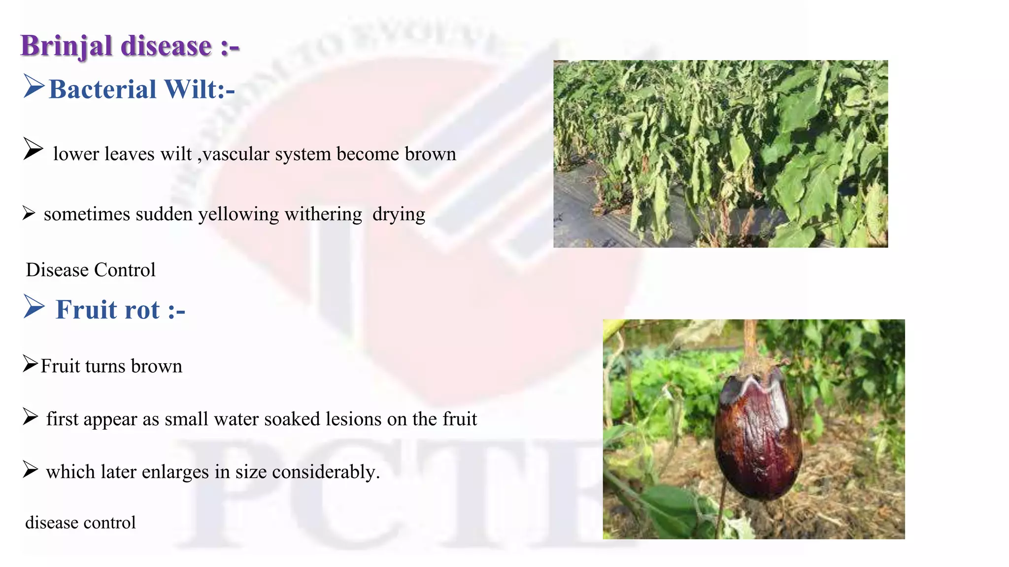 physiological disorders ,disease and insect pest in tomato and Brinjal ...