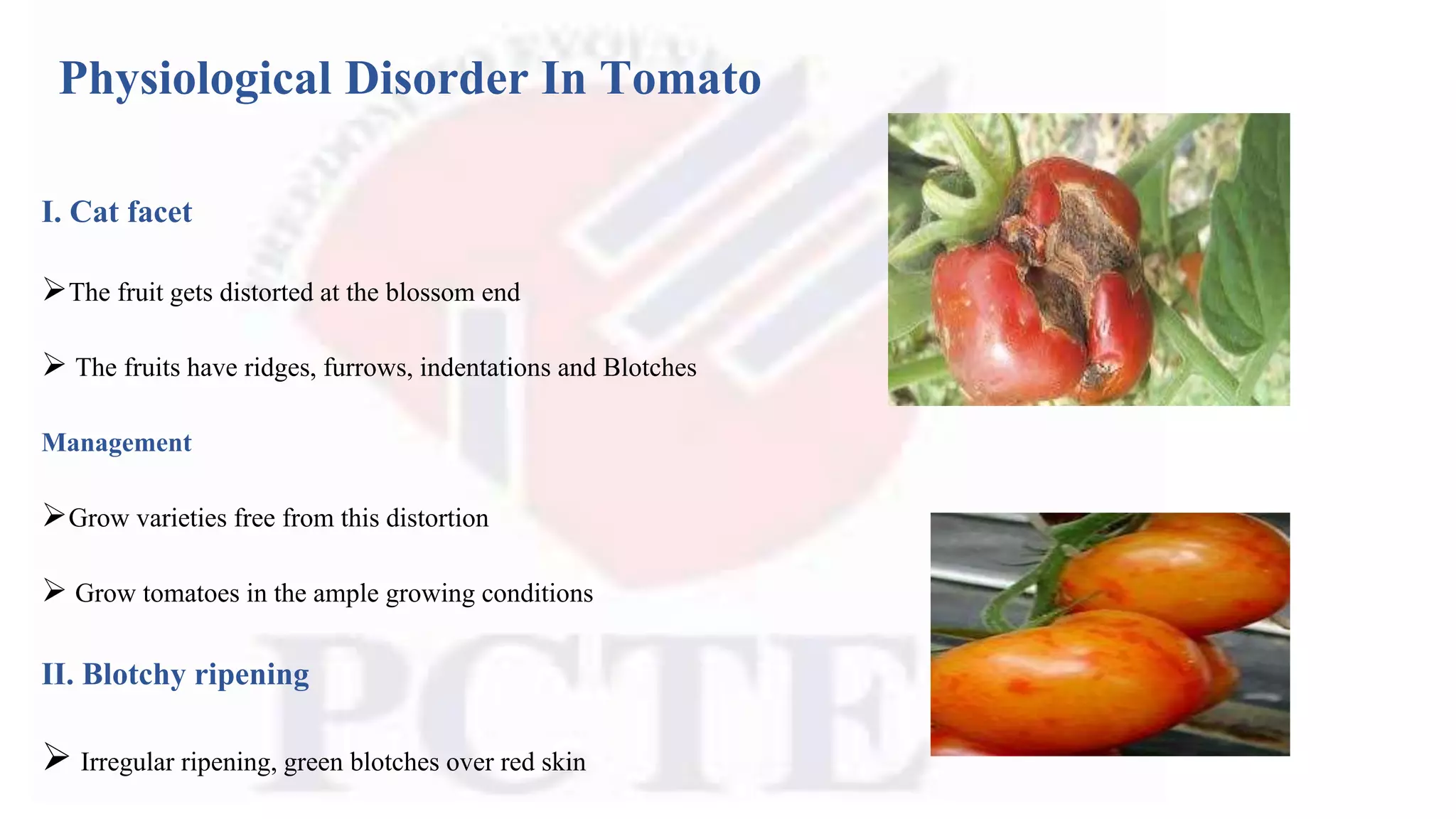 physiological disorders ,disease and insect pest in tomato and Brinjal ...
