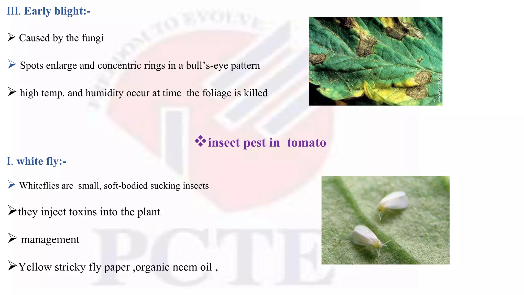 physiological disorders ,disease and insect pest in tomato and Brinjal ...
