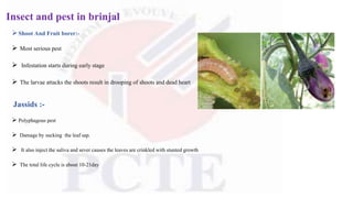 physiological disorders ,disease and insect pest in tomato and Brinjal ...