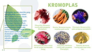 3061524025 struktur fungsi kloroplas dan fotosintesis | PPT