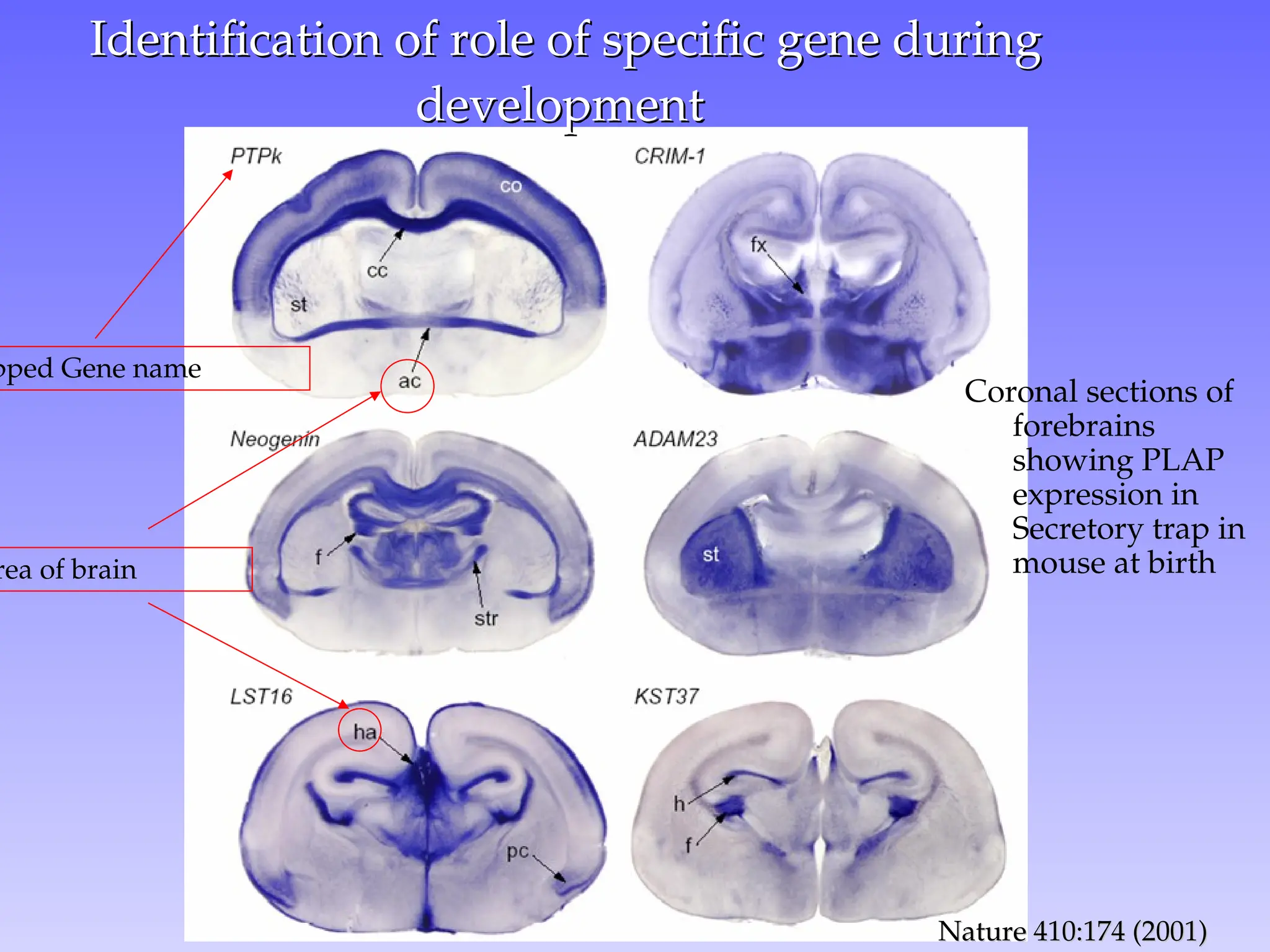 gene targeting and gene trapping comaprison | PPT