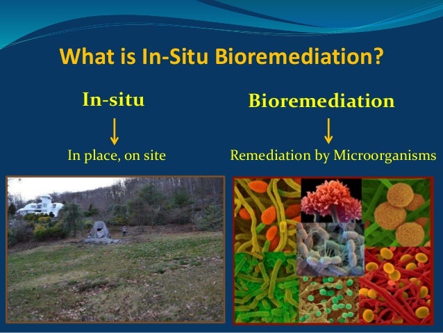 In-Situ Bioremediation for Contaminated Soil