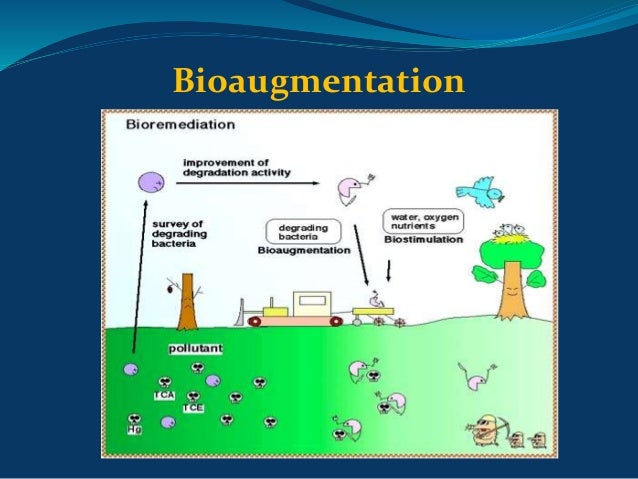 In-Situ Bioremediation for Contaminated Soil