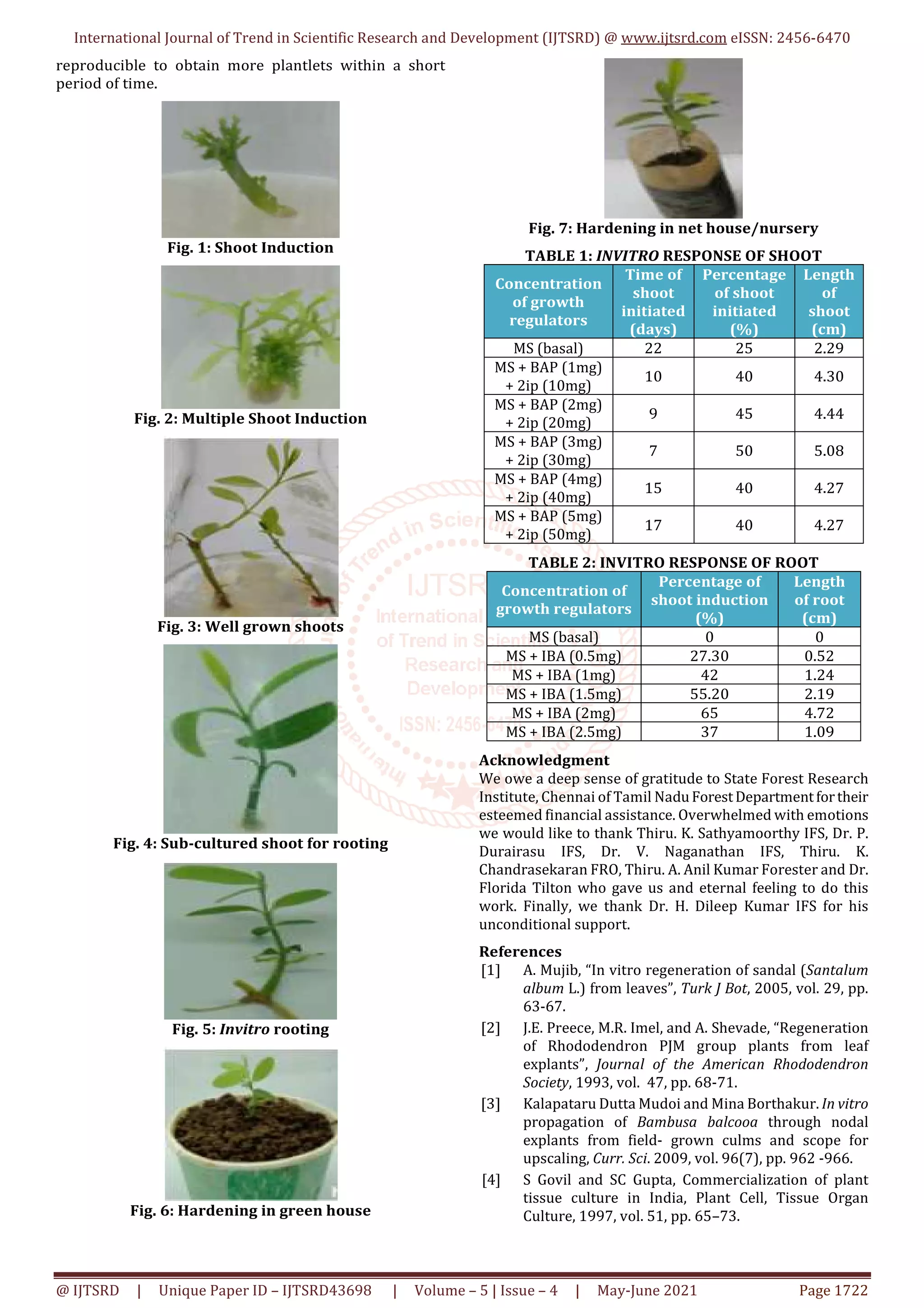 Micropropagation of Santalum Album L. Sandalwood | PDF