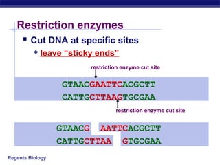 Biotechnology Notes | PPT