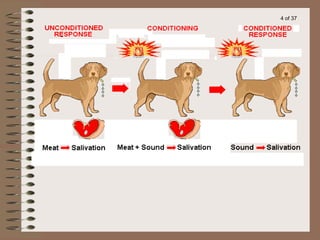 30 Conditioned reflex activity_50d76961c784233ac88e667da6a6fab4.ppt