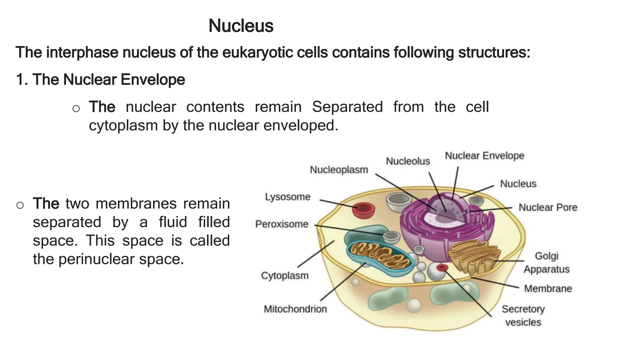 The Human Cell - Cell Migration Class - Topic | PPTX