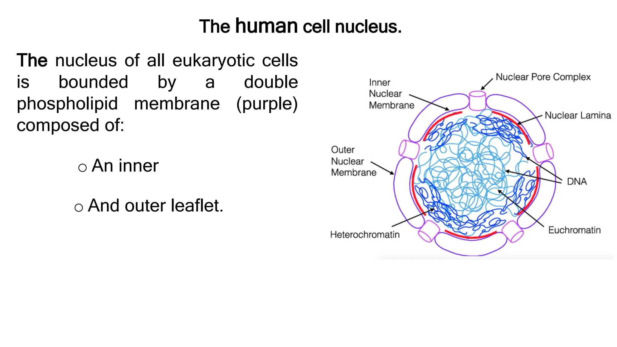 The Human Cell - Cell Migration Class - Topic | PPTX