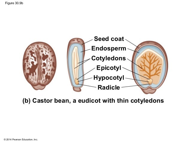 Biology in Focus - Chapter 30