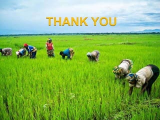Paddy Transplanter Machine ppt | PPTX