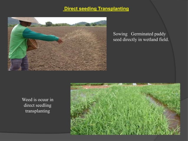 Paddy Transplanter Machine ppt | PPTX | Agriculture | Industries