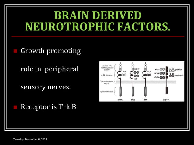 NERVE GROWTH FACTORS, NEUROTROPHINS | PPTX | Brain and Nervous System ...