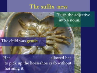 Noun Forming Suffixes -ment and -ness | PPT