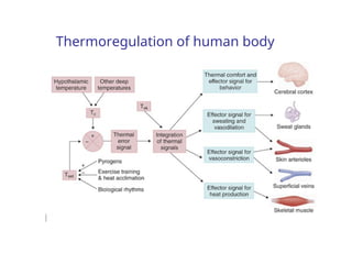 30Pathophysiology_of_body_temperature_regulation.ppt