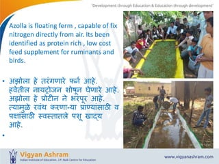 Azola farming | PPT