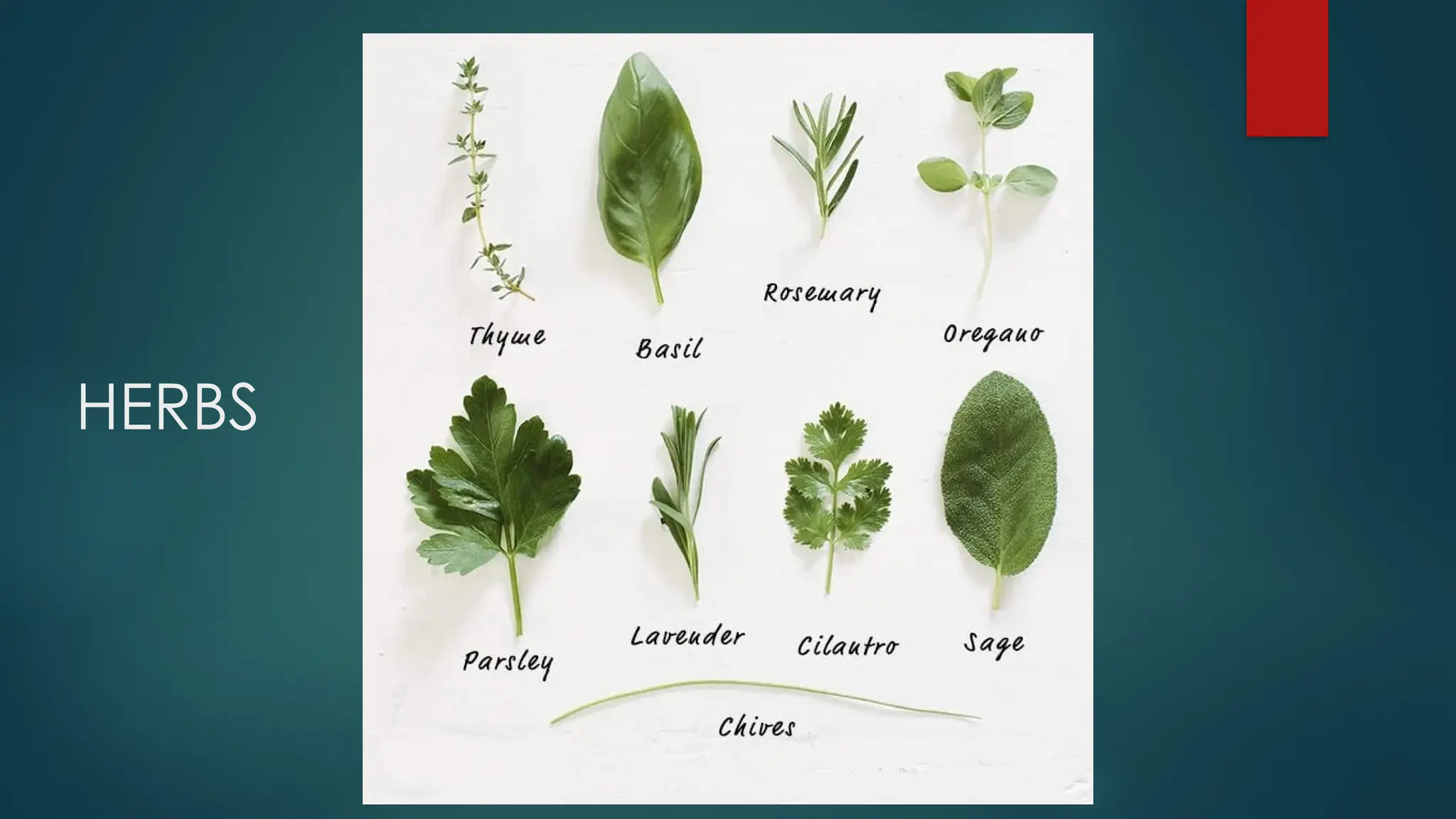 Primary 1 -Science2 Trees, shrubs, herbs | PPTX