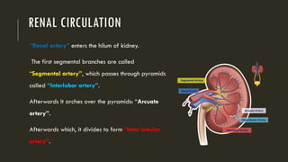 31-1-2025-Regulation Of Renal Blood Flow.pptx