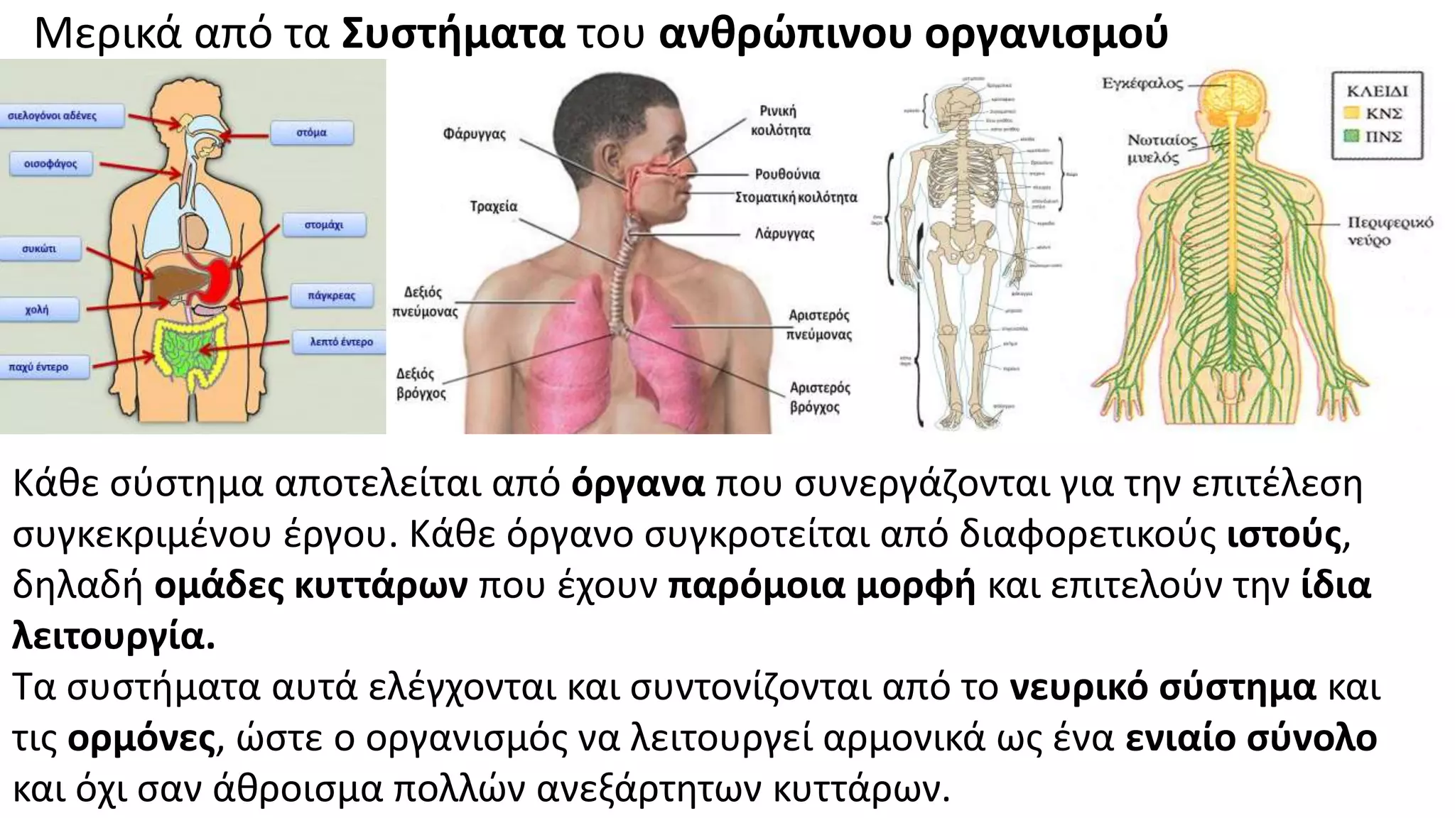 Τα επίπεδα οργάνωσης της ζωής | PPTX