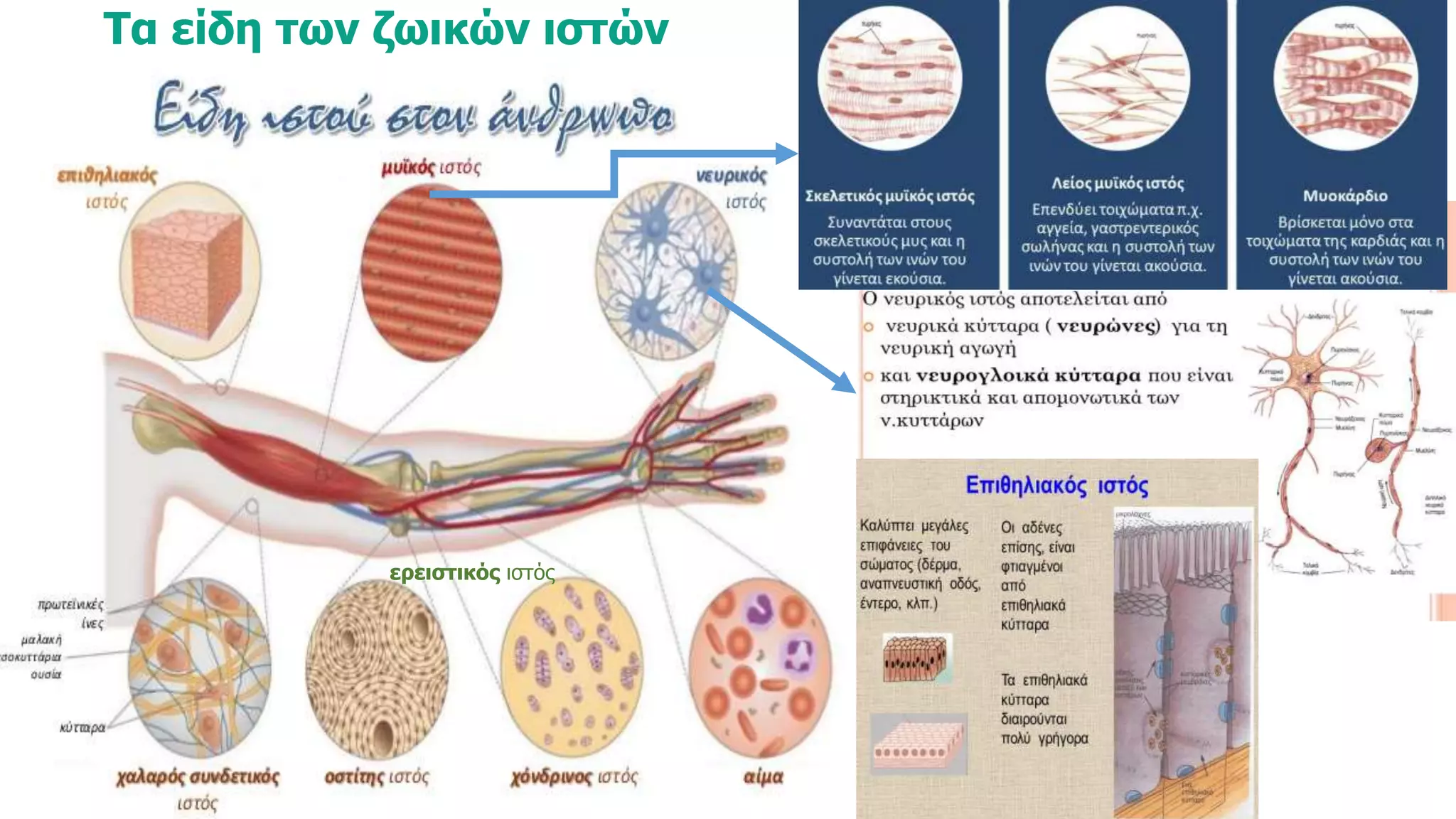 Τα επίπεδα οργάνωσης της ζωής | PPTX