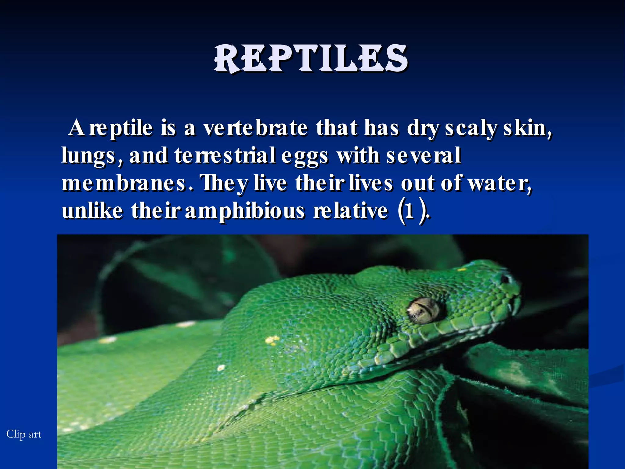 31 1 Reptiles | PPT