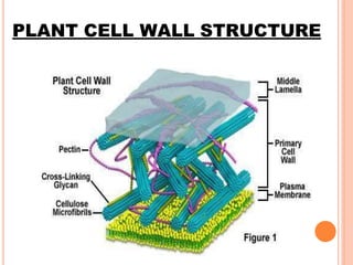 Plant Cell wall Structure | PPTX