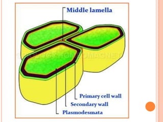 Plant Cell wall Structure | PPTX