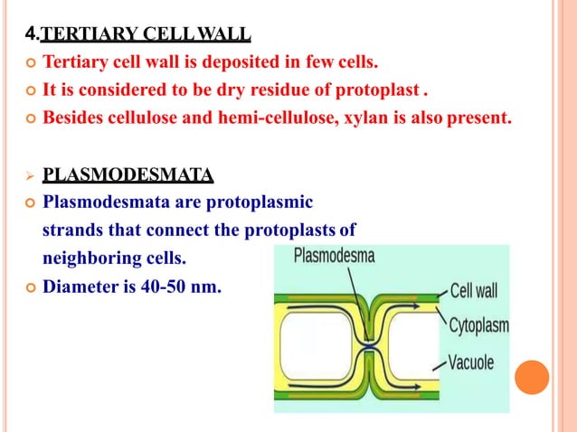 Plant Cell wall Structure | PPTX