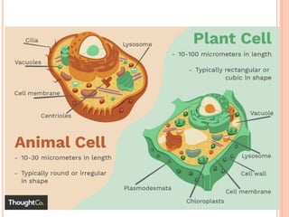 Plant Cell wall Structure | PPTX