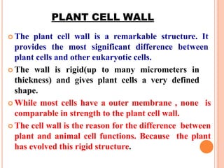 Plant Cell wall Structure | PPTX