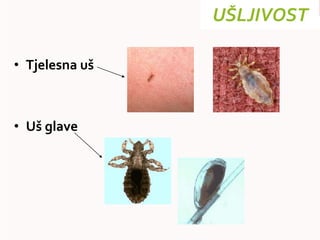 31. 5. Higijena.pptx