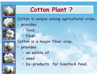 31. Cotton.pdf