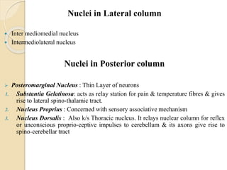 31.01.2024 - Anatomy & physiology of Spinal cord.pptx