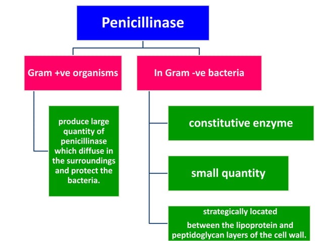 Penicillin and its mode of action & is Role in Body | PPT | Chemistry ...