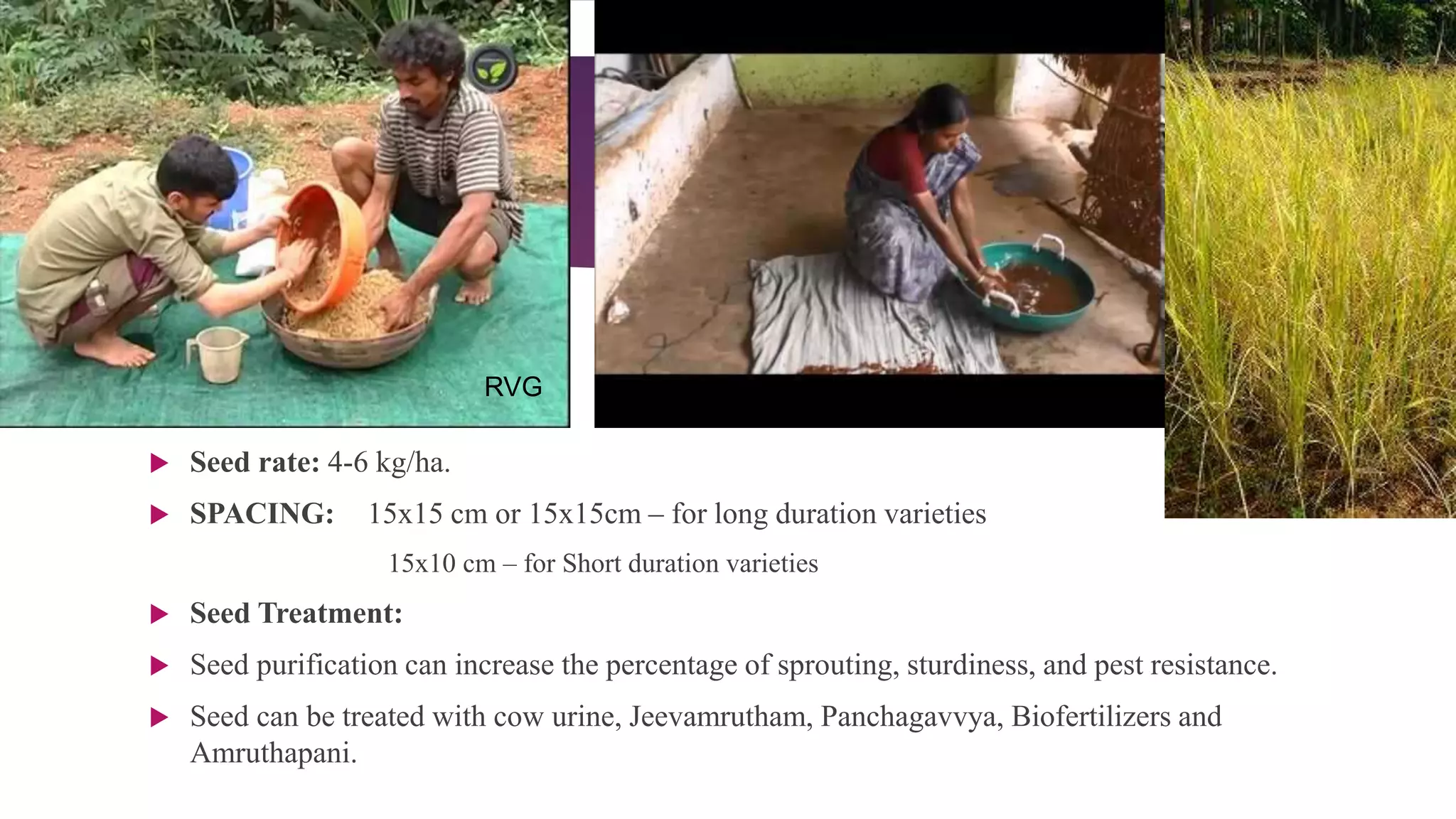 Ragi / fingermillet | PPTX